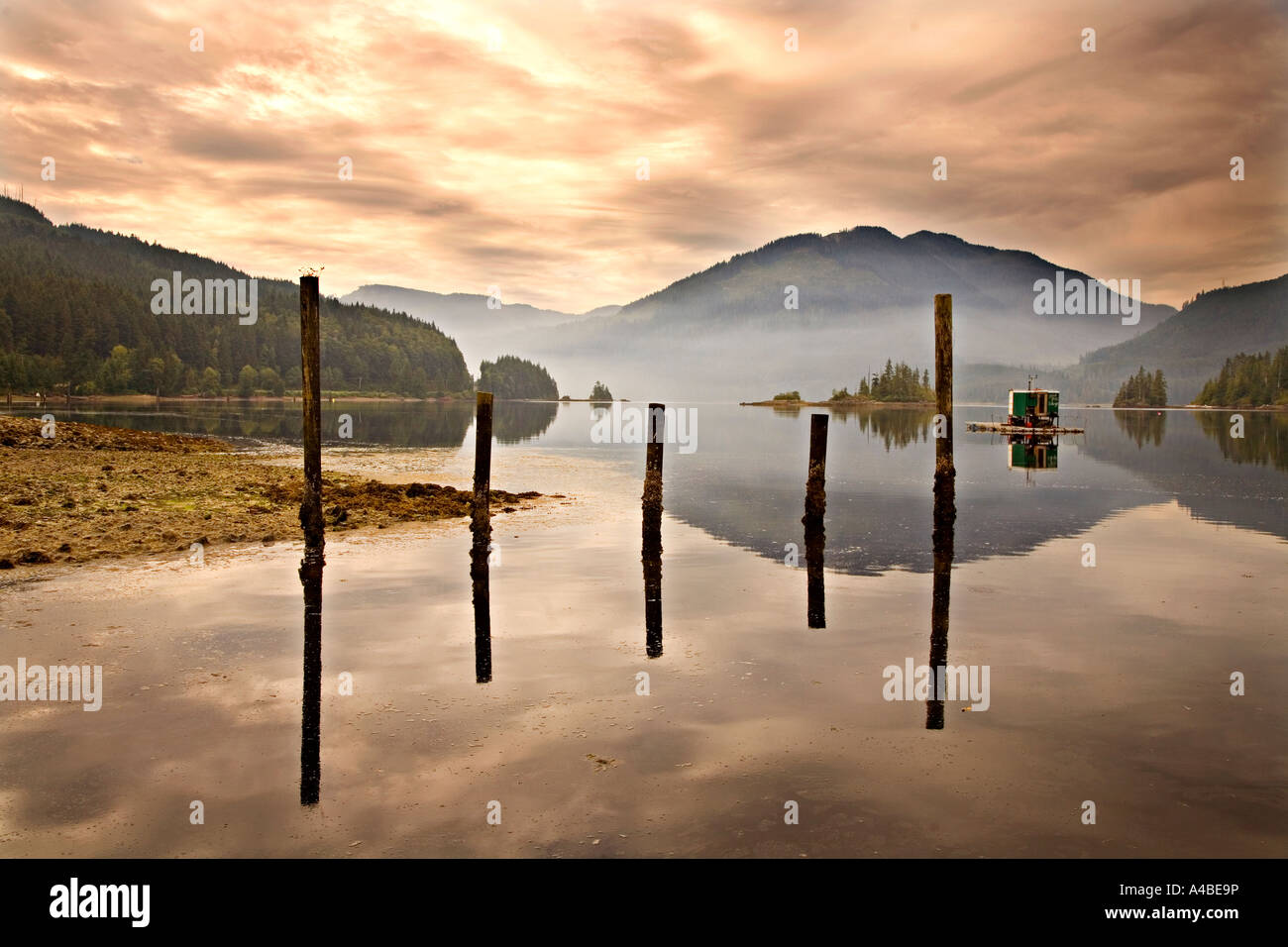 Mooring posts at Port Alice in the early morning with mist on the ...