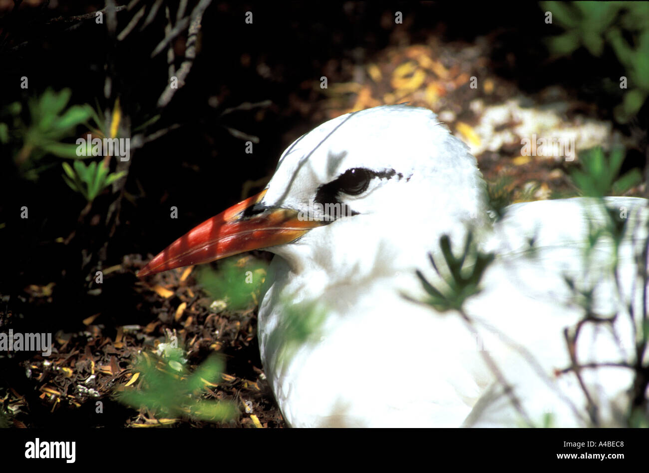 Cook Islands Aitutaki Red tailed Tropic bird on nest Stock Photo - Alamy