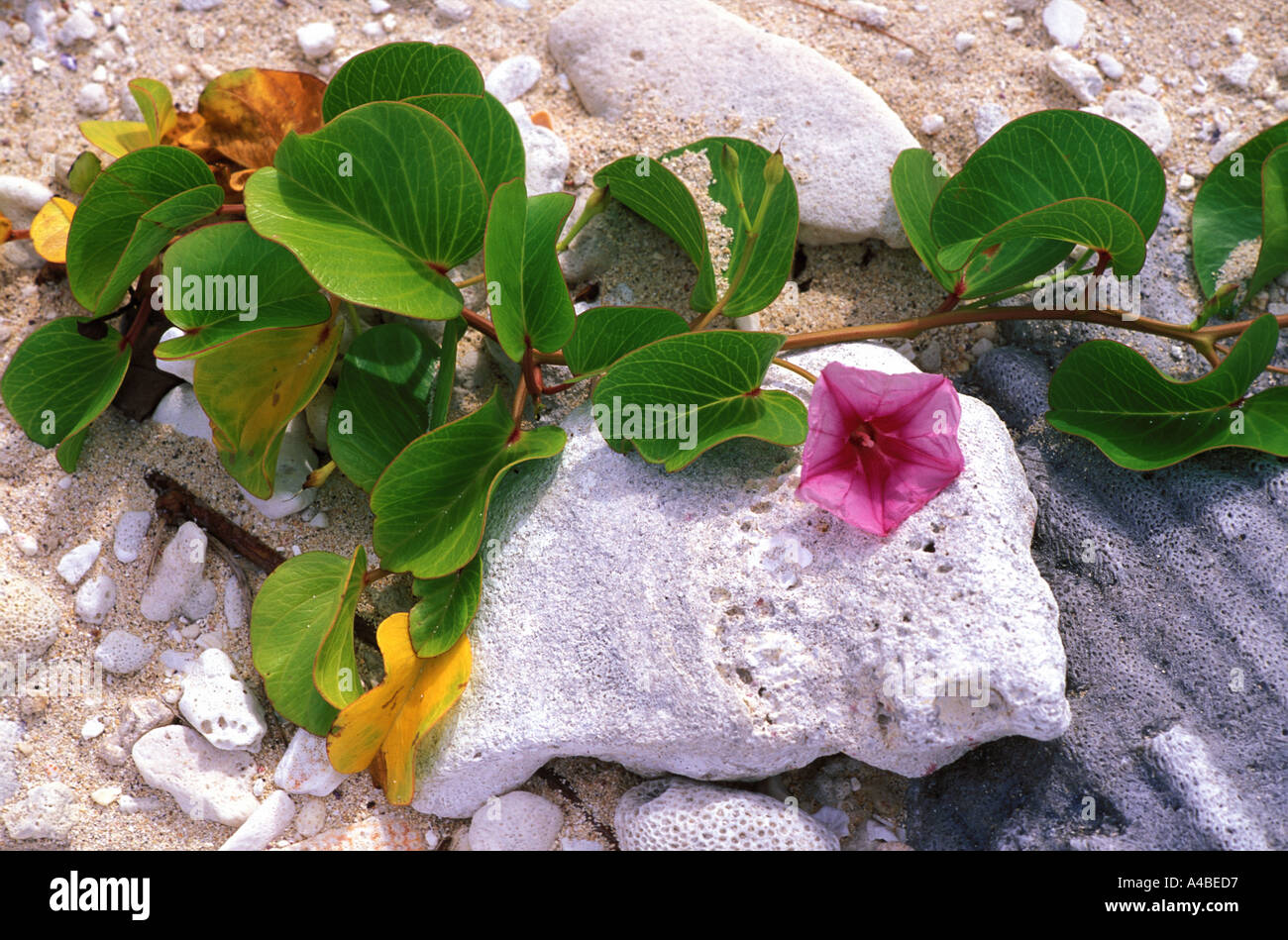 Cook Islands Rarotonga Beach scene with Morning Glory Stock Photo - Alamy