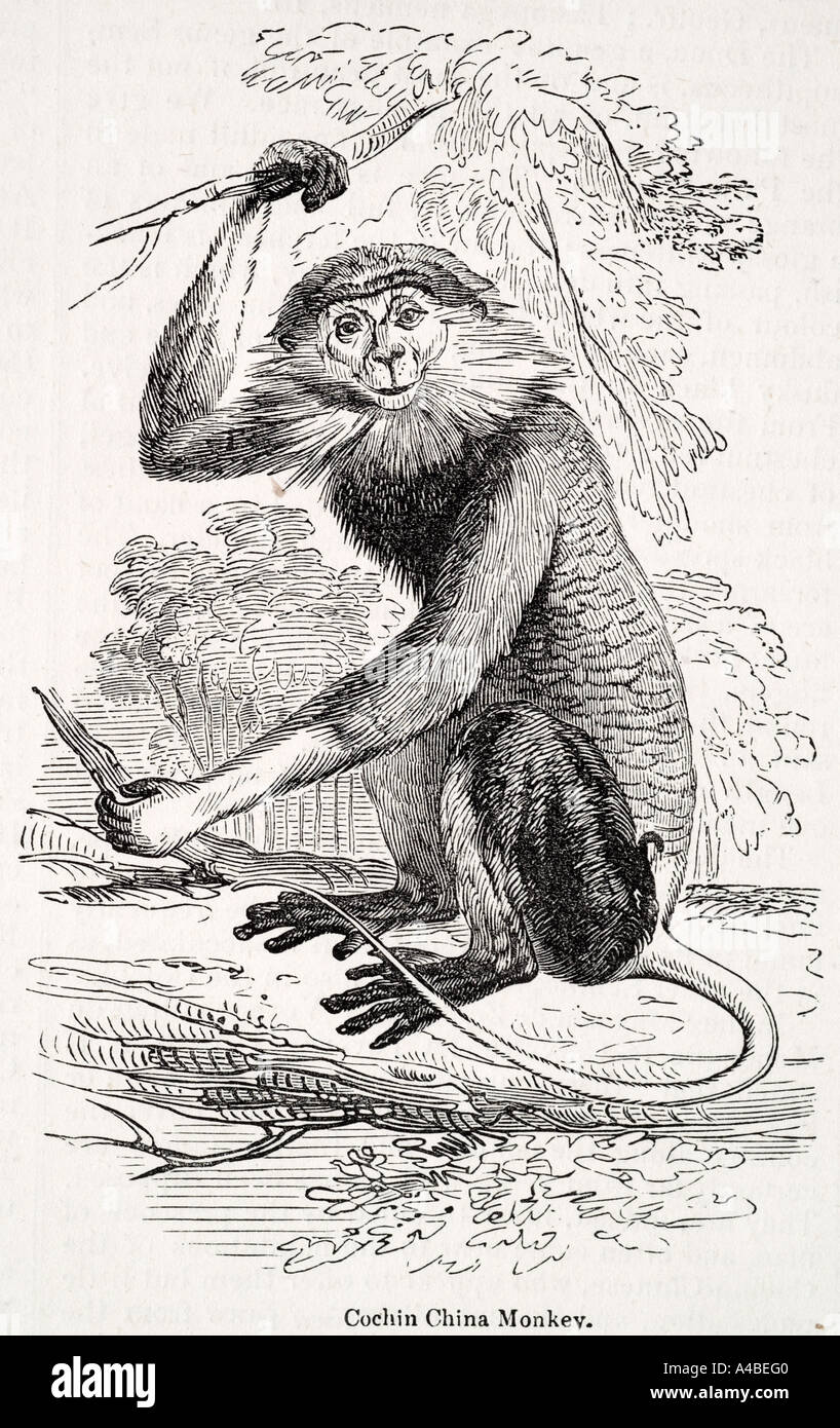 cochin china monkey primate jungle forest dweller fruit eater small ...