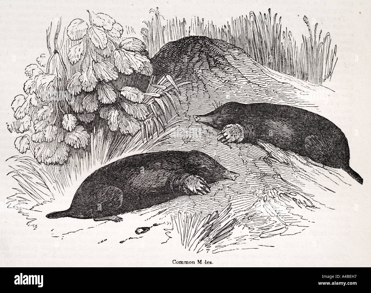 Cartoon mole hi-res stock photography and images - Alamy