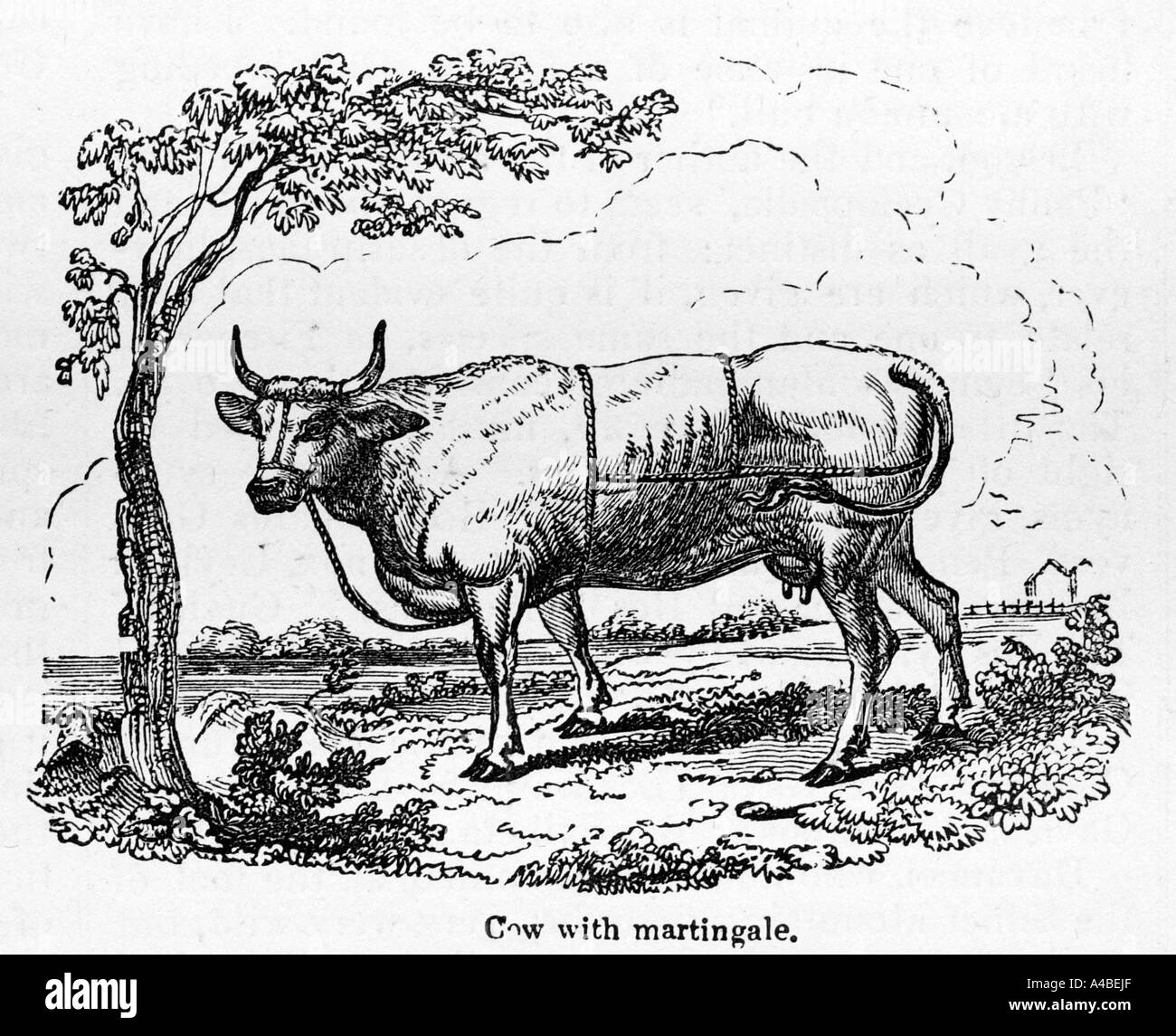 White book bygone concept drawing engraving etch Black and White Stock ...