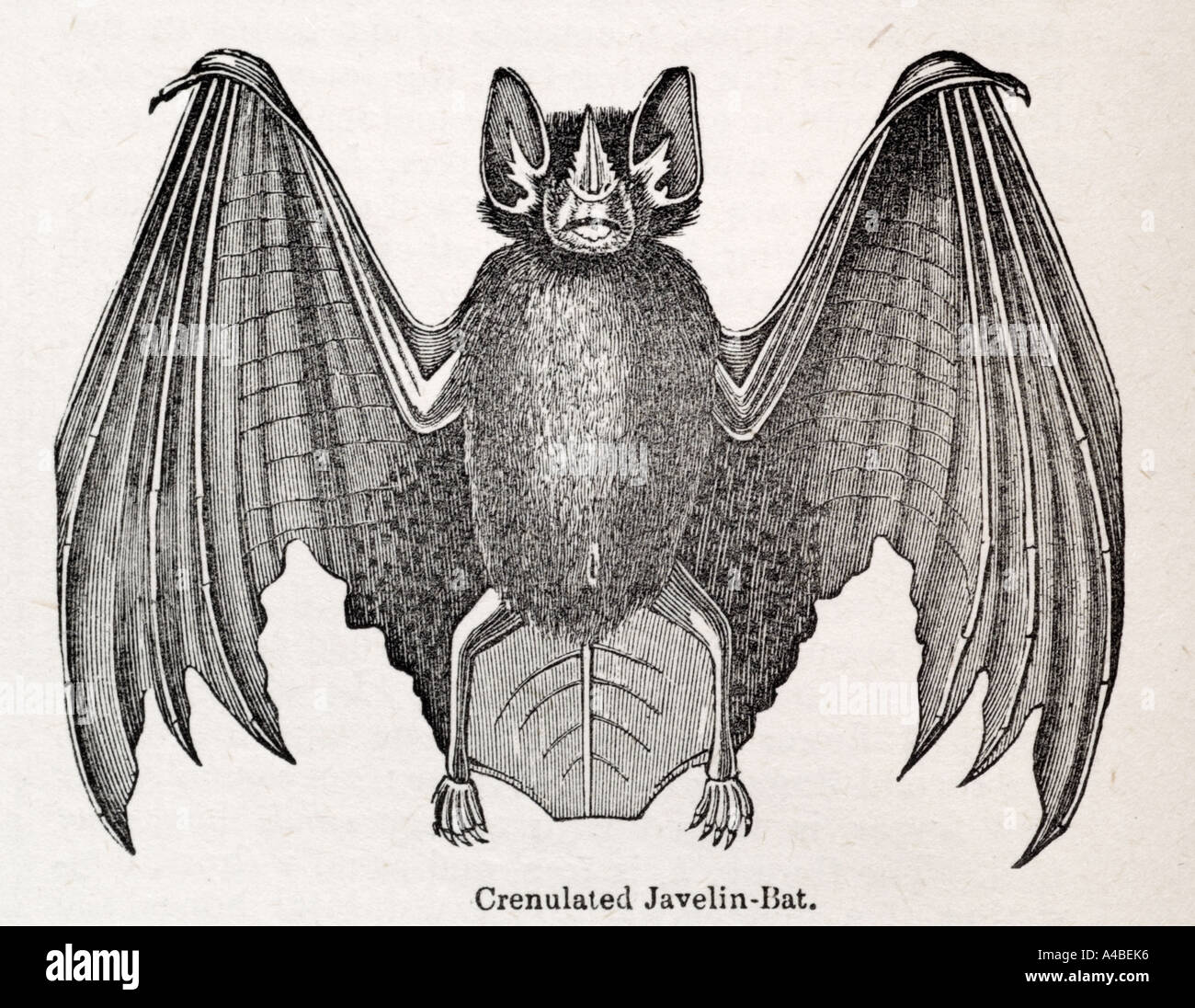 crenulated javelin bat Flying mammal Nature natural world ecology ...