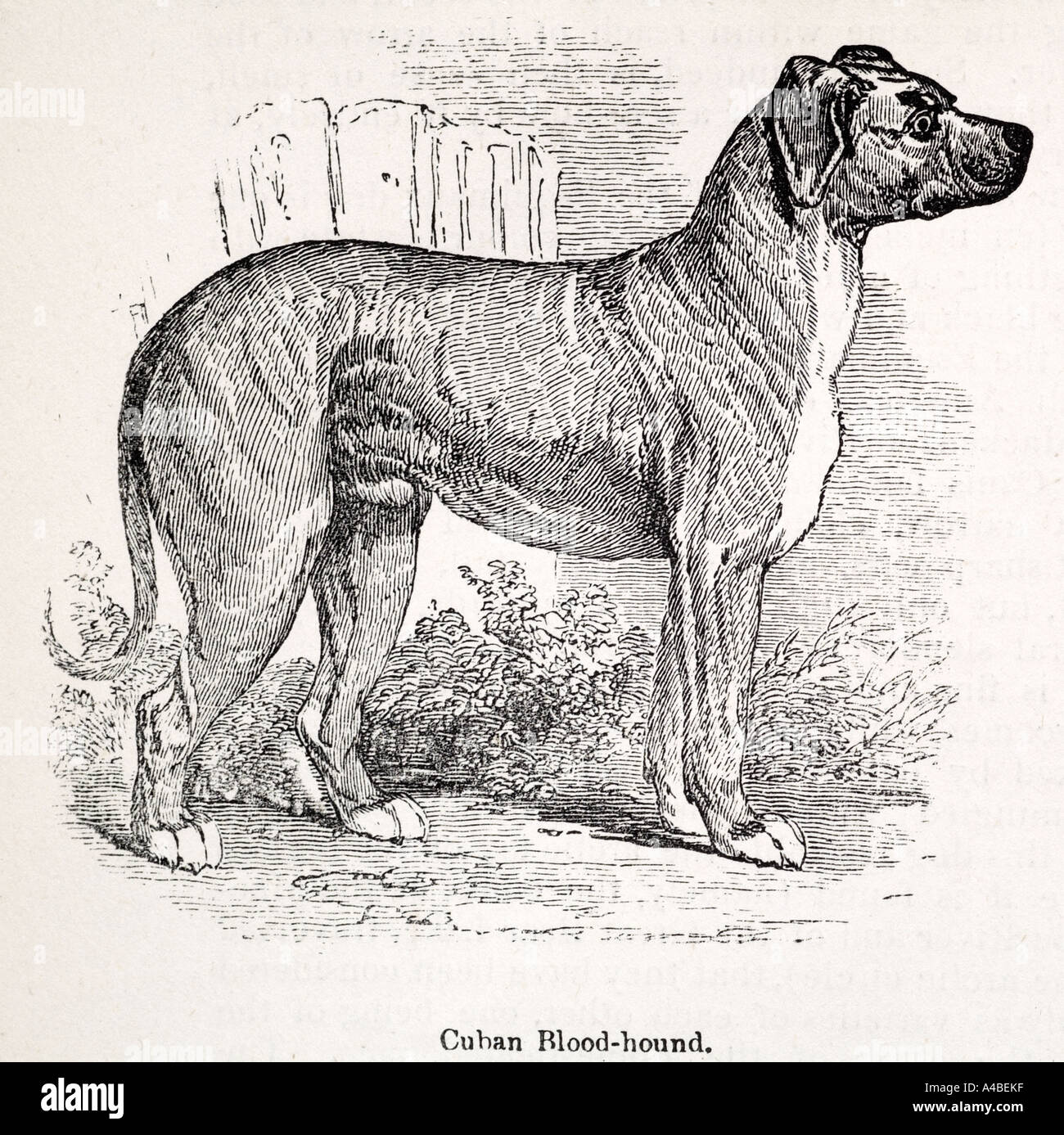 Cartoon hound dog hi-res stock photography and images - Alamy