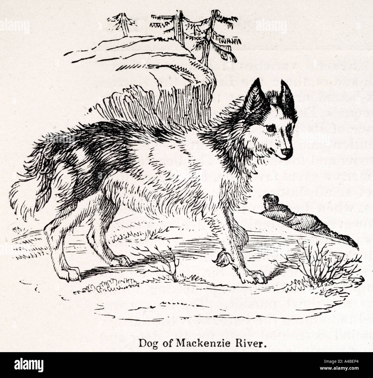 Dog mackenzie river Animal canine outdoor canis lupus mammal Nature ...