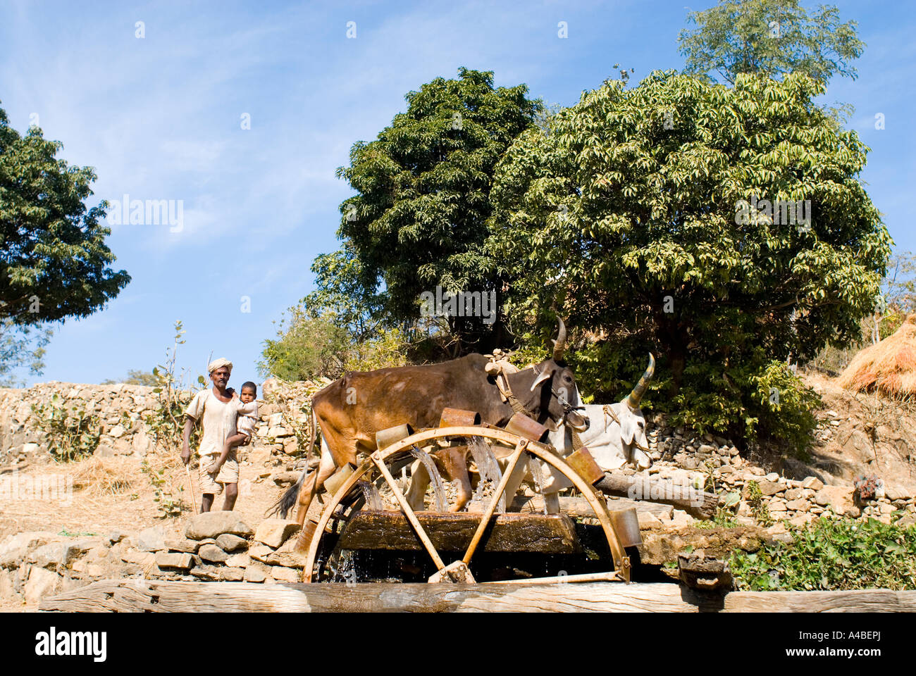 Stock image of a water wheel oxen and rajasthan farmer bring up water ...