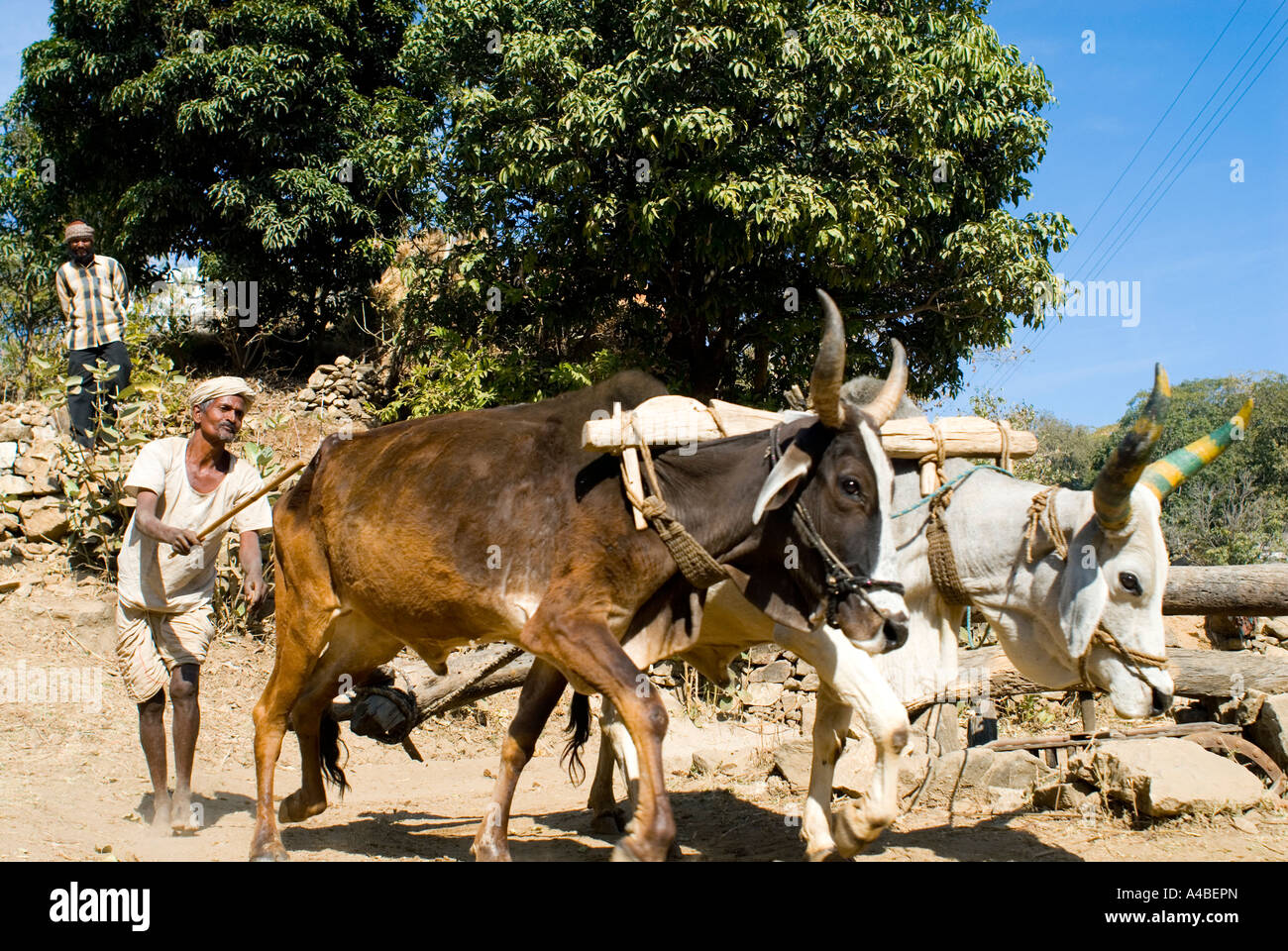 Stock image of a water wheel oxen and rajasthan farmer bring up water ...