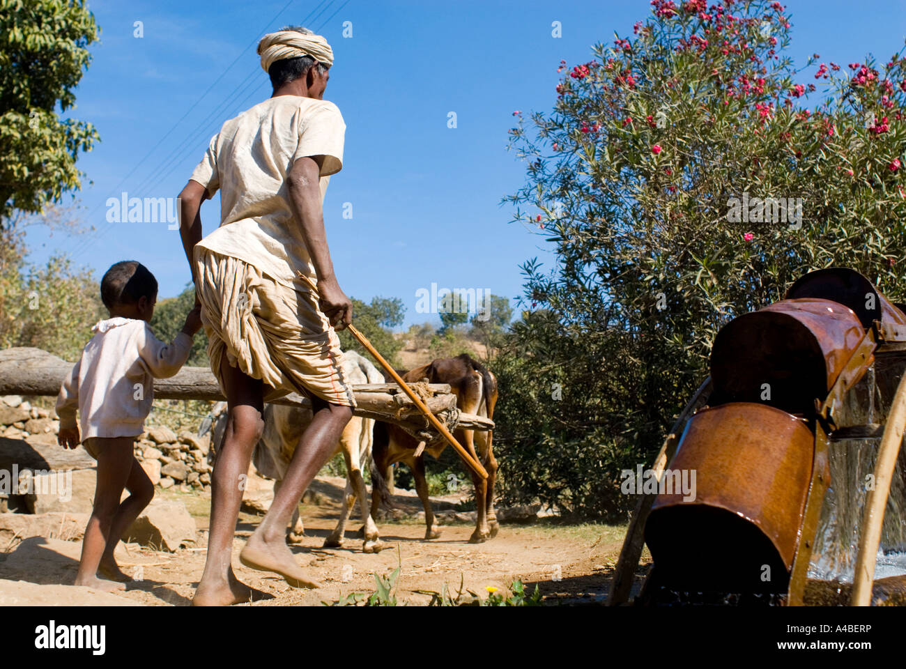Stock image of a water wheel oxen and rajasthan farmer bring up water ...