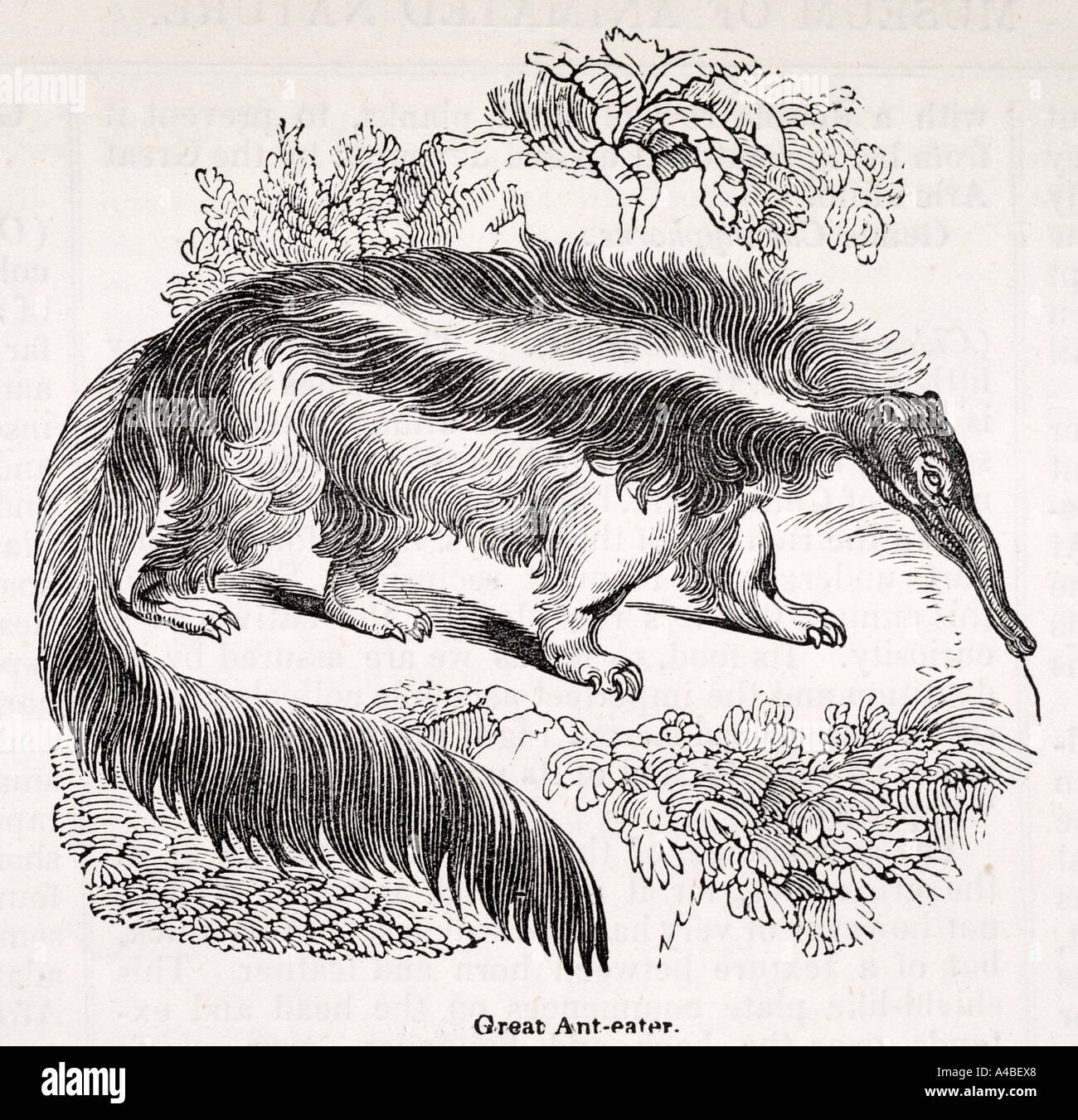 Color lithography ant hi-res stock photography and images - Alamy