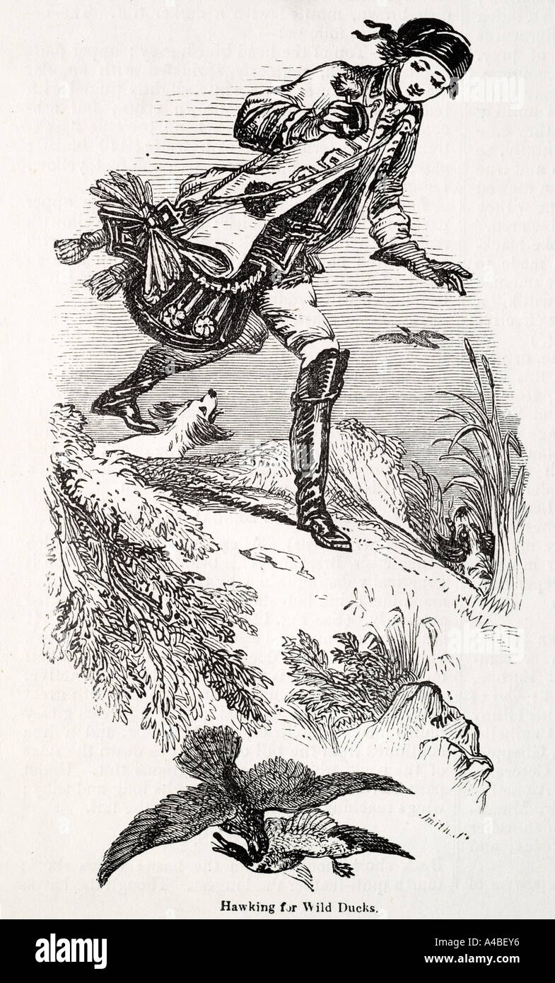 hawking for wild duck Hunt sport falconry hawking hunting bird avian ...