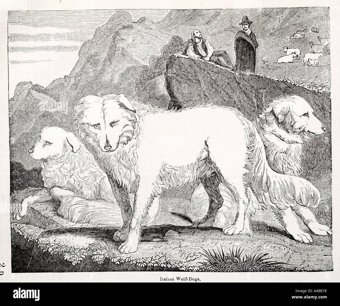 italian wolf dog Animal canine outdoor canis lupus mammal Nature ...