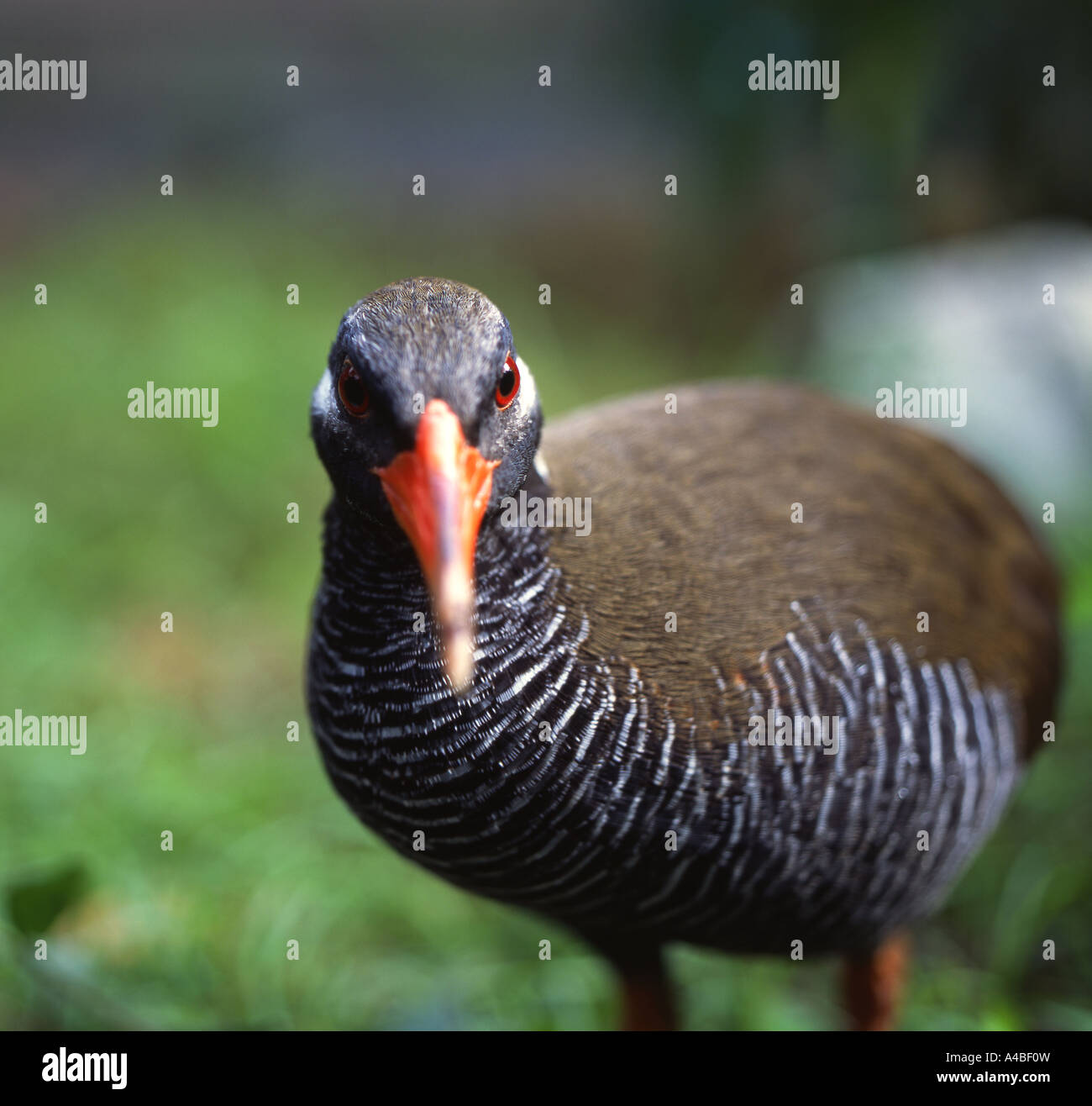 Okinawan Rail Yanbaru-Kuina Rallus okinawae an highly endangered species endemic to Okinawa ...