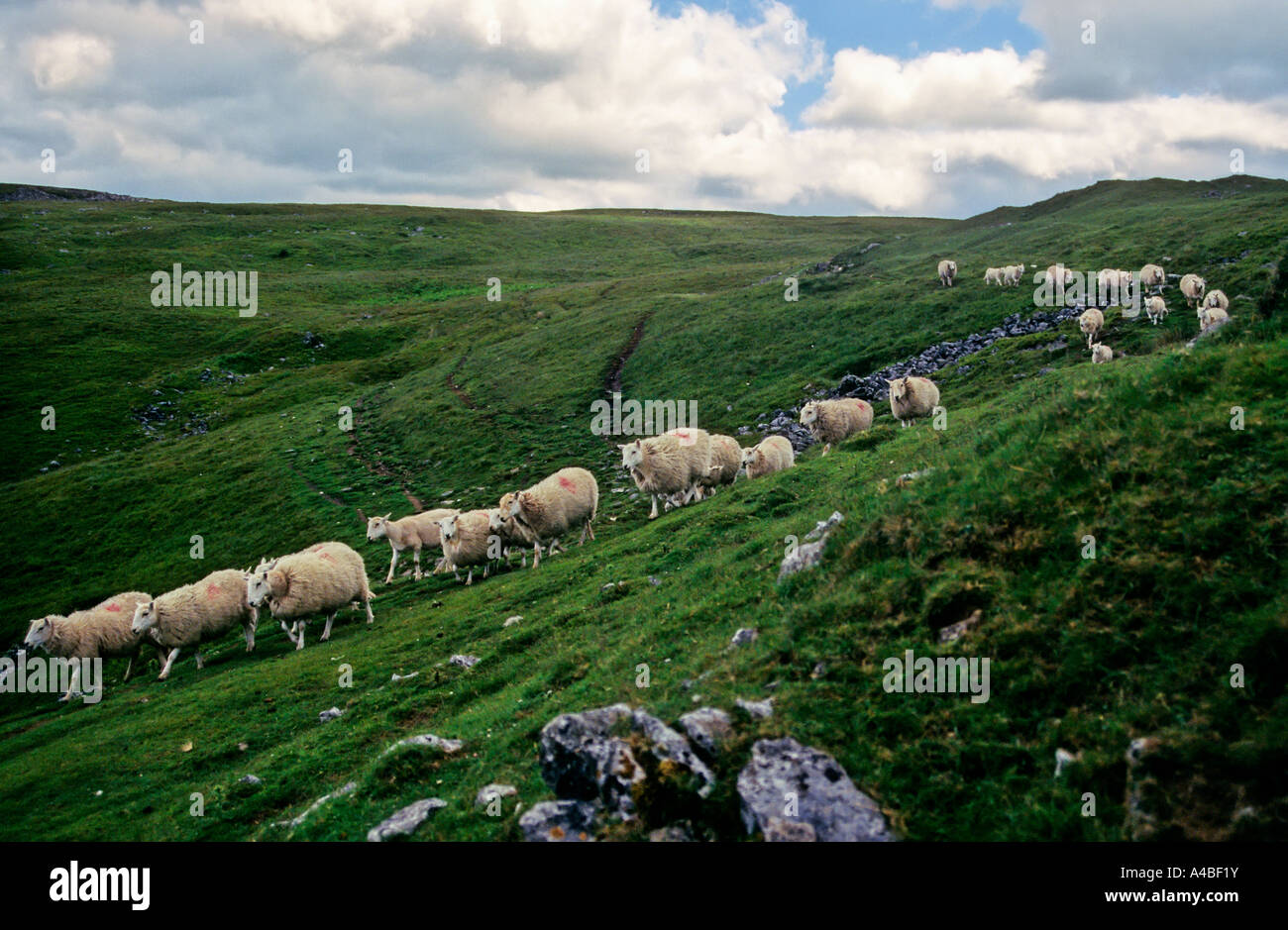 Sheep in line following path on Llangynidr moors Wales UK Stock Photo ...