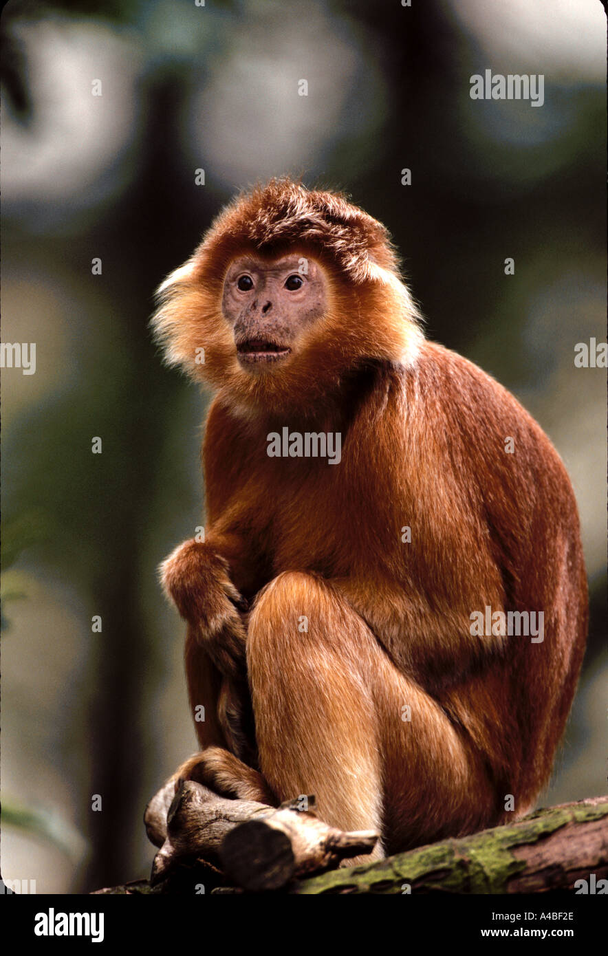 mammal monkey langur javan presbytis cristatus pyrrha Stock Photo - Alamy