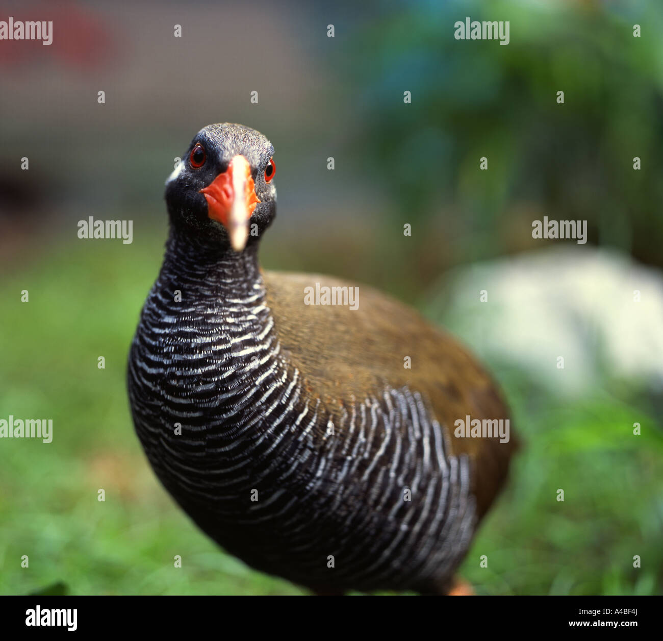 Okinawan Rail Yanbaru-Kuina Rallus okinawae an highly endangered species endemic to Okinawa ...
