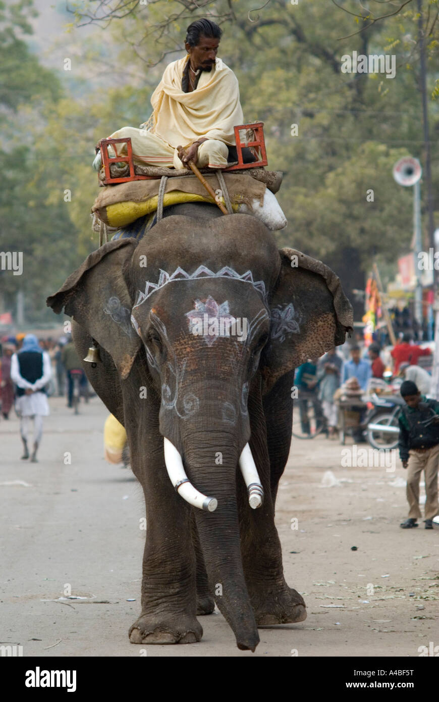Stock image of elephant and mahoot mahout coming through a market in ...