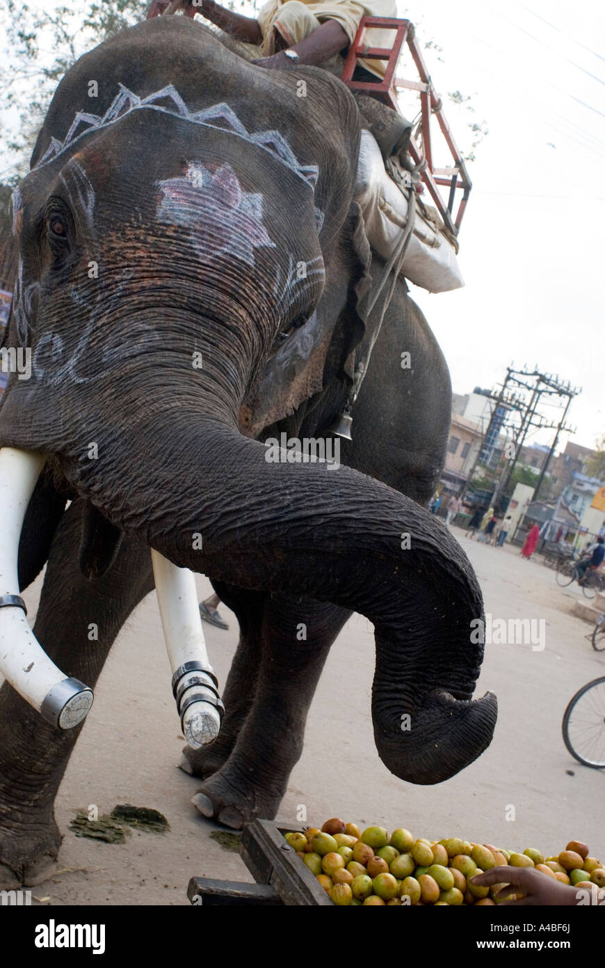 Stock image of elephant and mahoot mahout coming through a market in ...