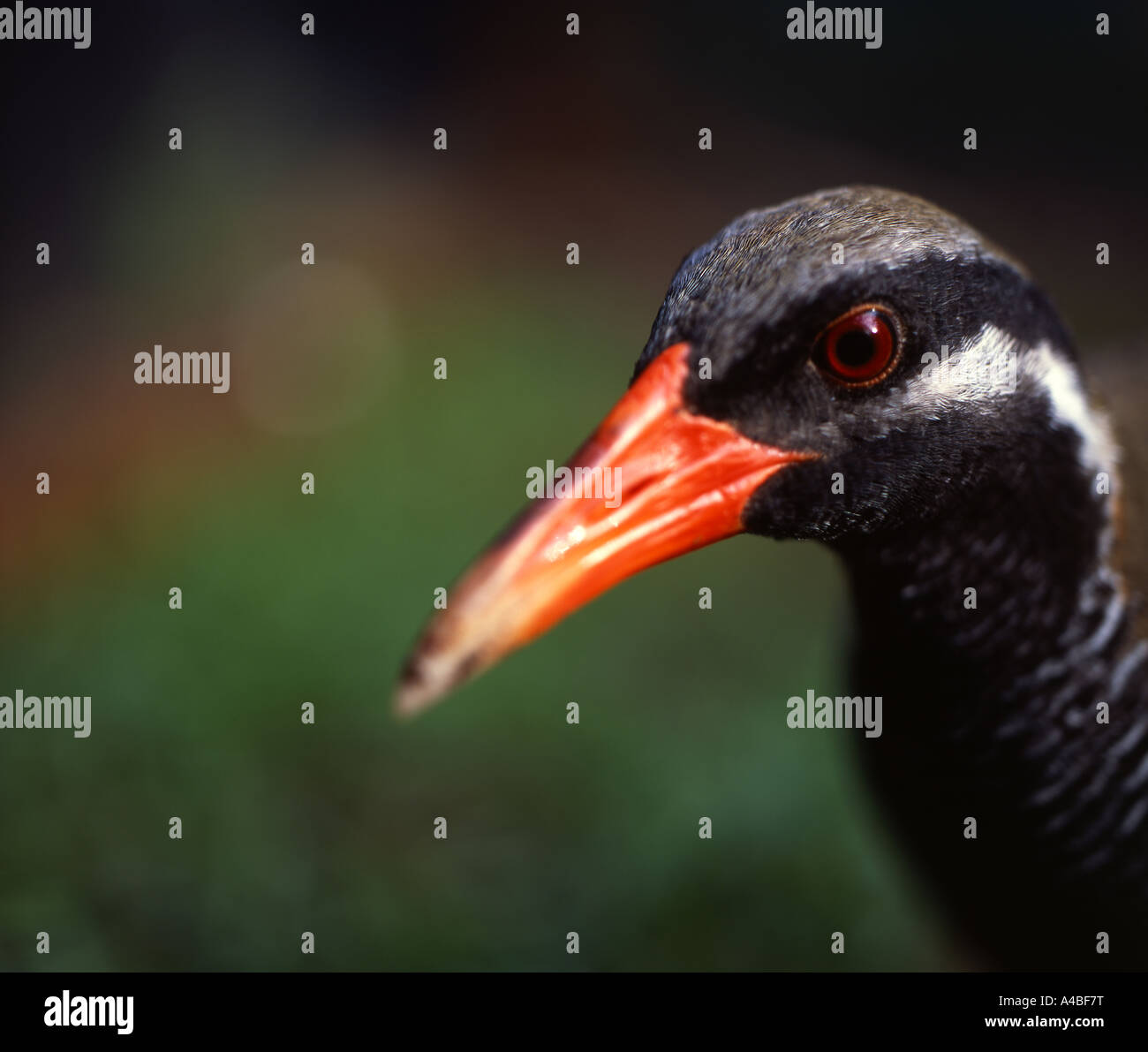 Okinawan Rail Yanbaru-Kuina Rallus okinawae an highly endangered species endemic to Okinawa ...