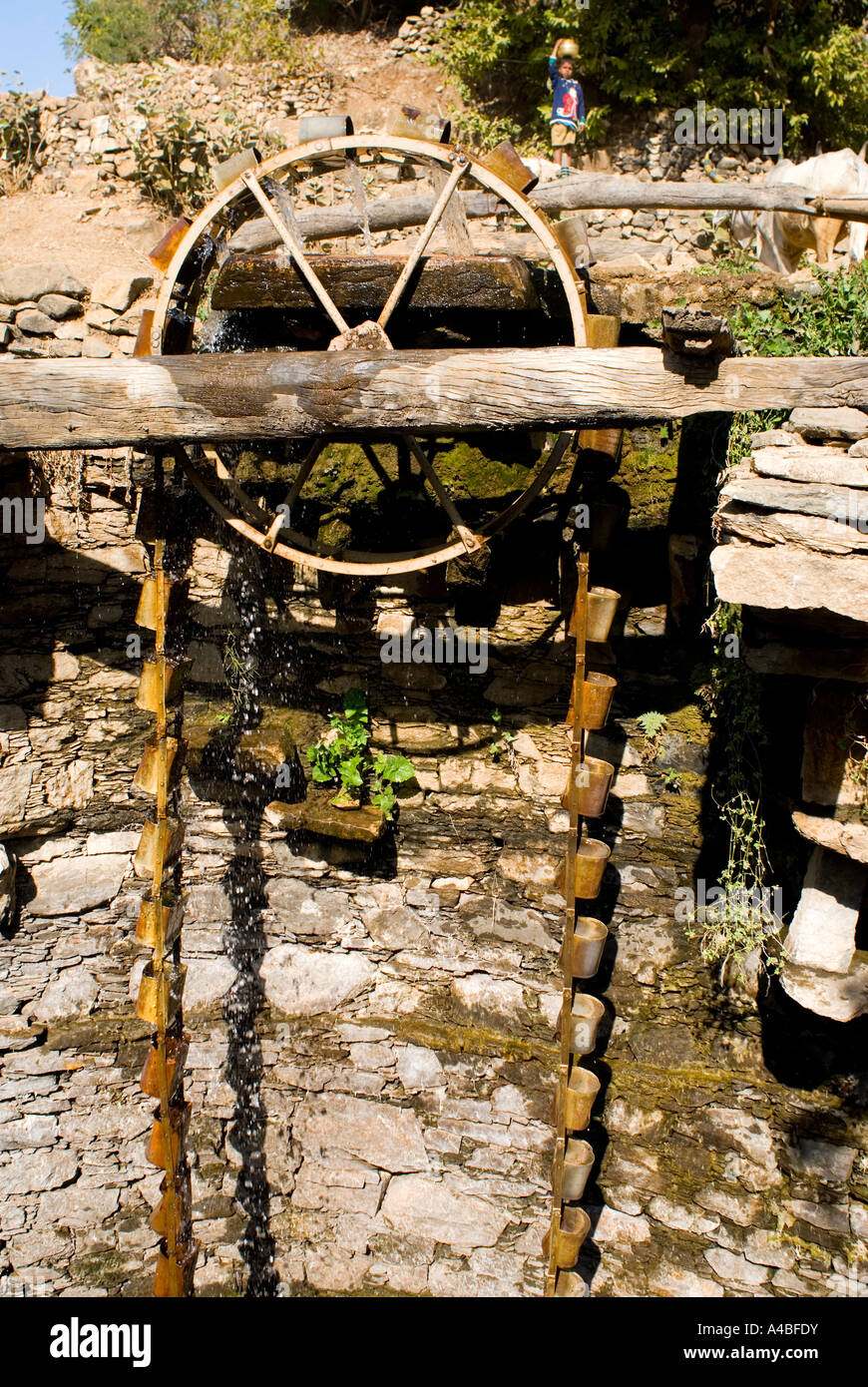 Stock image of a water wheel oxen and rajasthan farmer bring up water ...