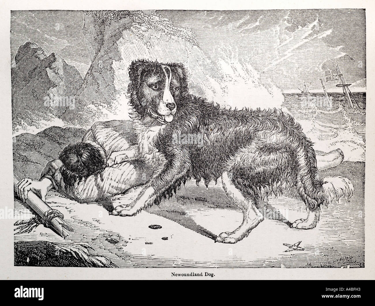 Newfoundland art Cut Out Stock Images & Pictures - Alamy