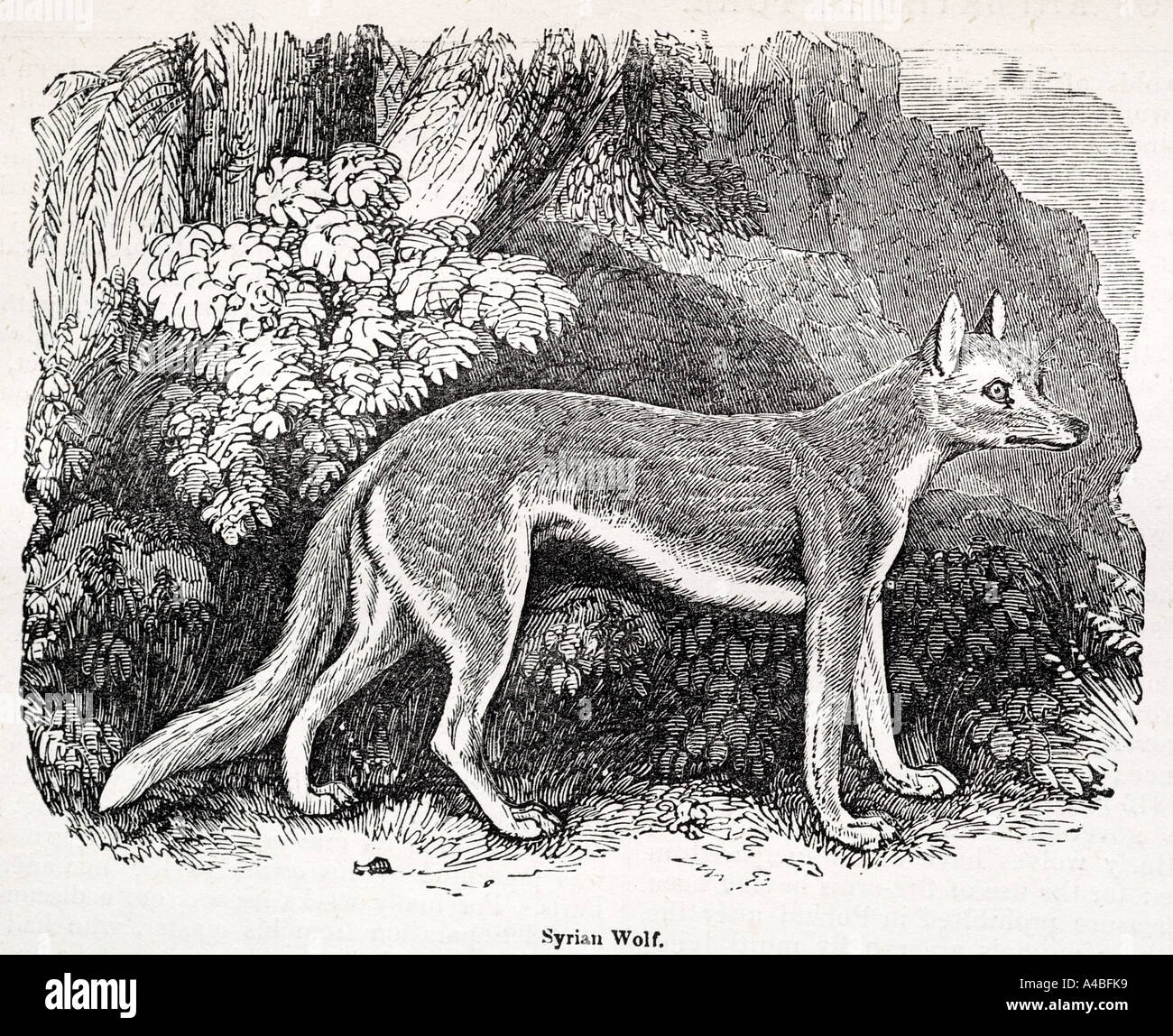 syrian wolf Animal canine outdoor rural canis lupus mammal stand ...