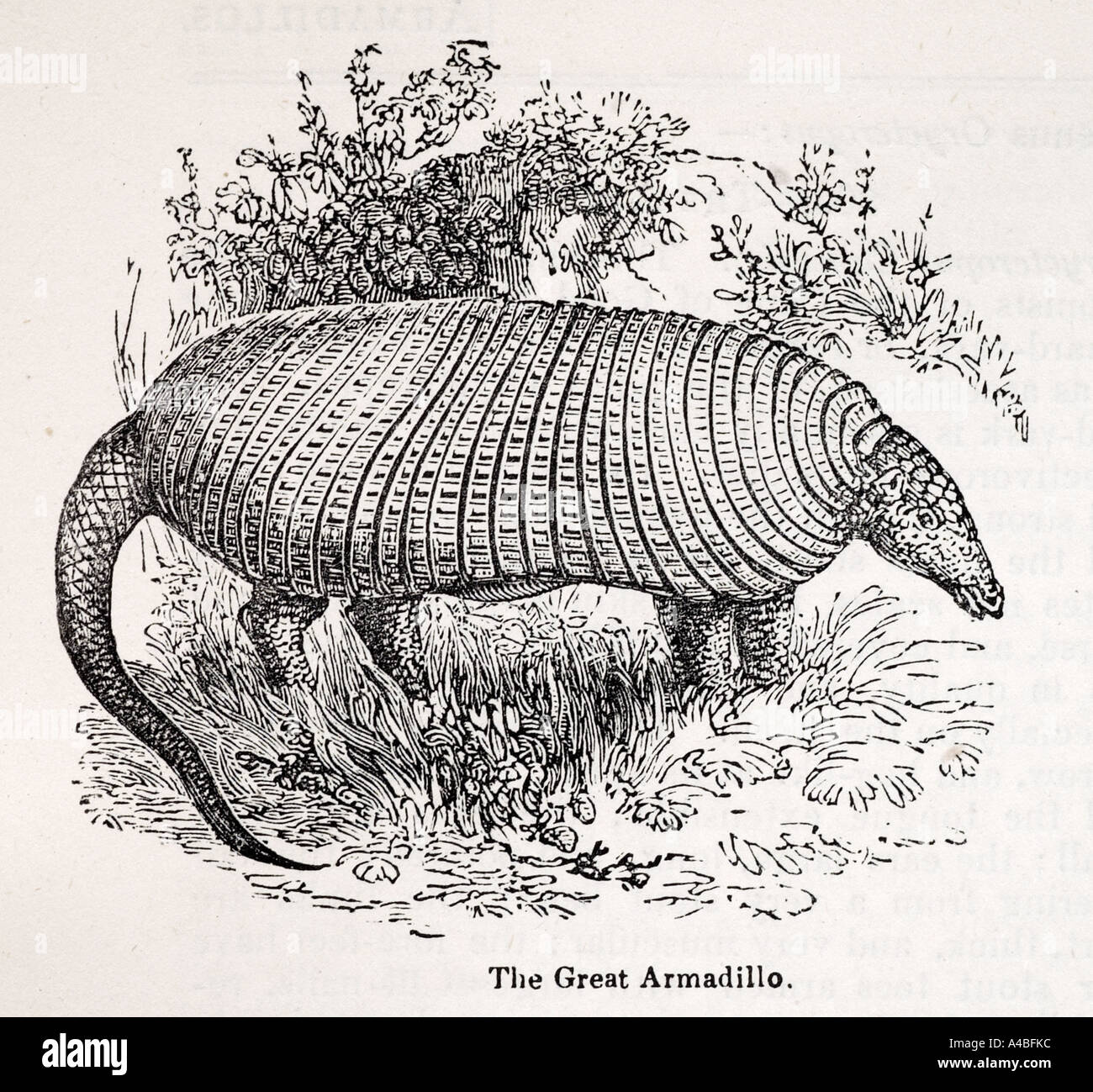 Edentates hi-res stock photography and images - Alamy