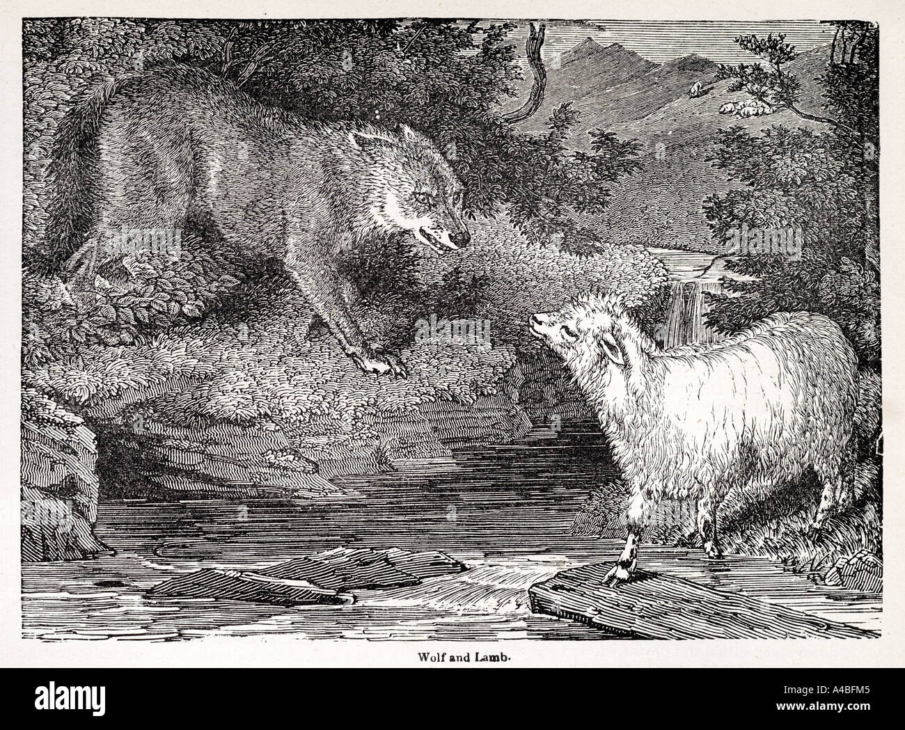 wolf lamb Animal dog canine kill slay blood bite outdoor country ...