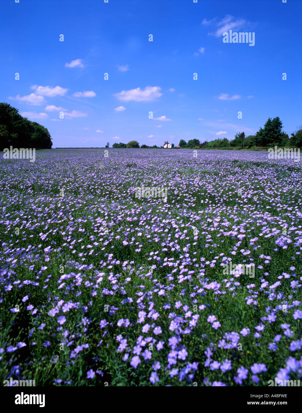 A crop of flax used to produce linseed oil Stock Photo - Alamy
