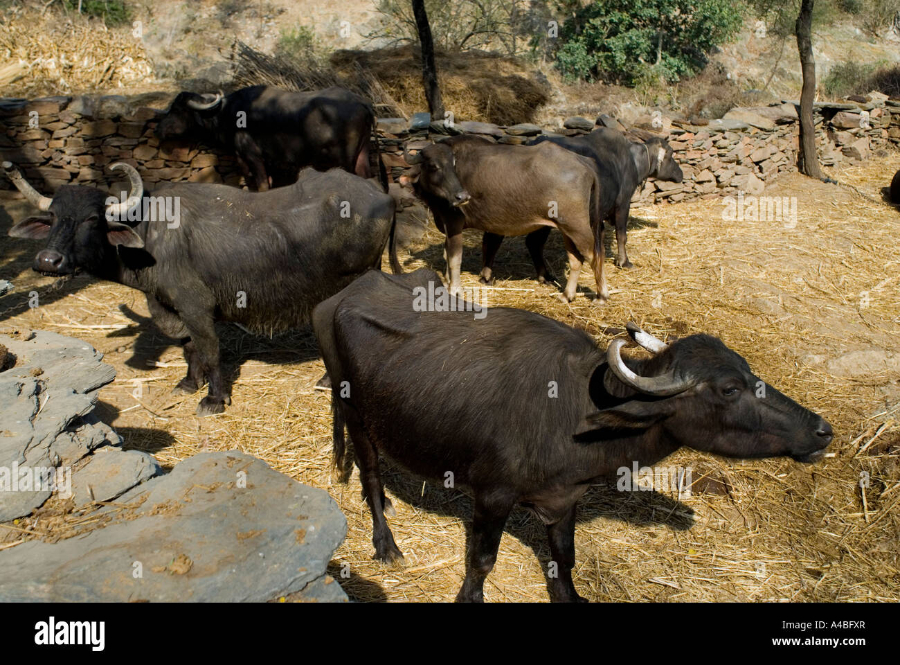 Stock image of a water buffalo in enclosure in a small village in ...