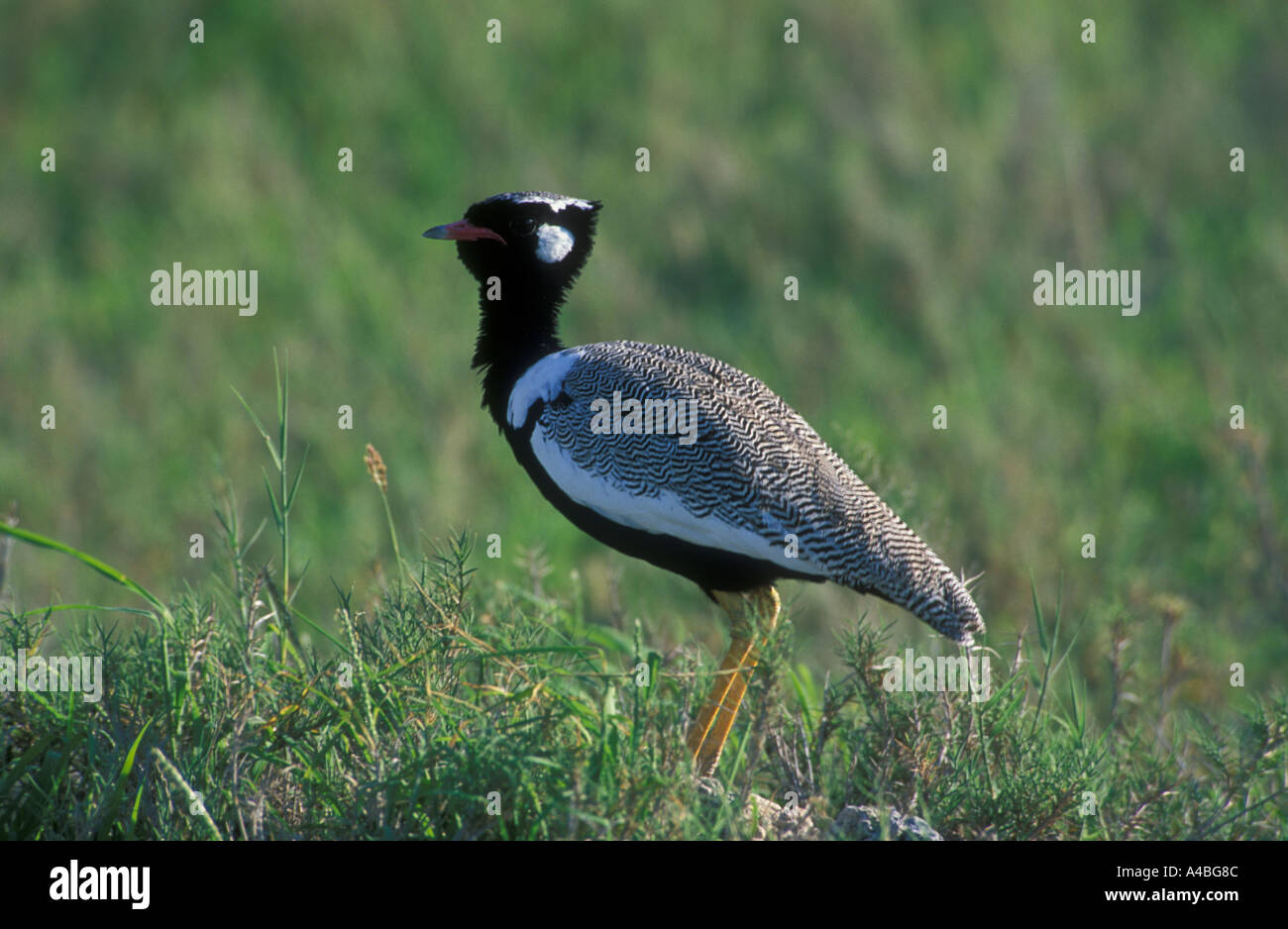 Eupodtis hi-res stock photography and images - Alamy