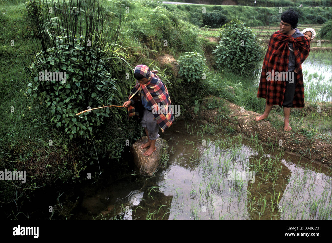 fishing in a paddy field charrapunjee assam india Stock Photo - Alamy