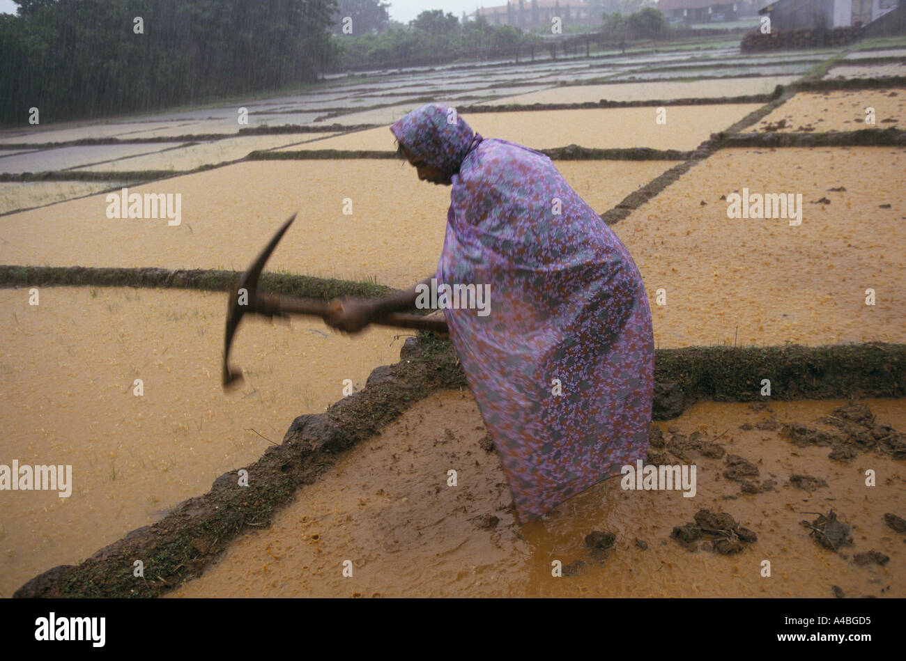 Paddy field goa hi-res stock photography and images - Alamy