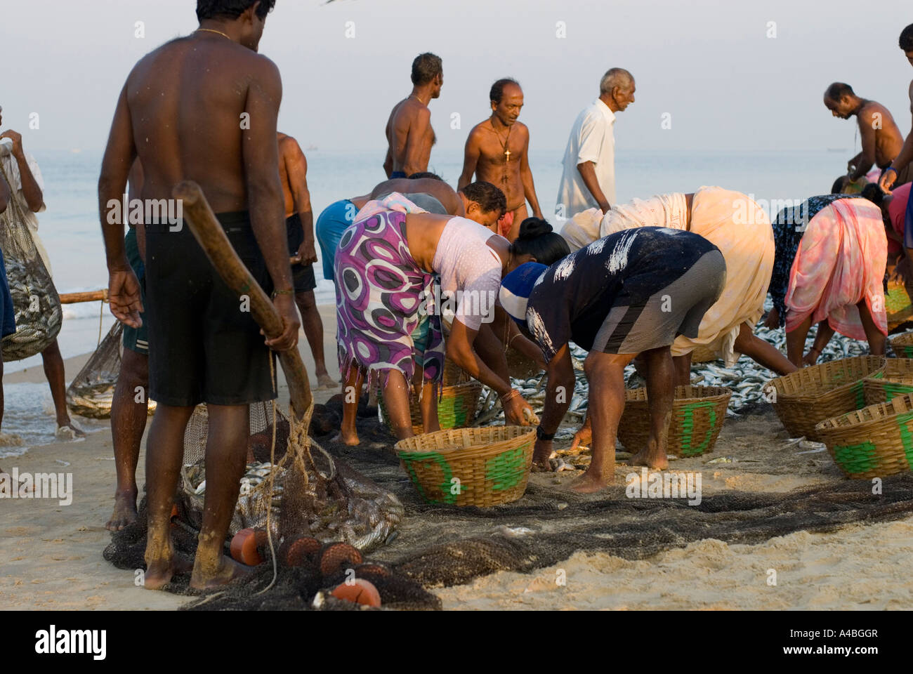 Goa fishermen sorting sardines and mackeral from their nets in Benaulim ...