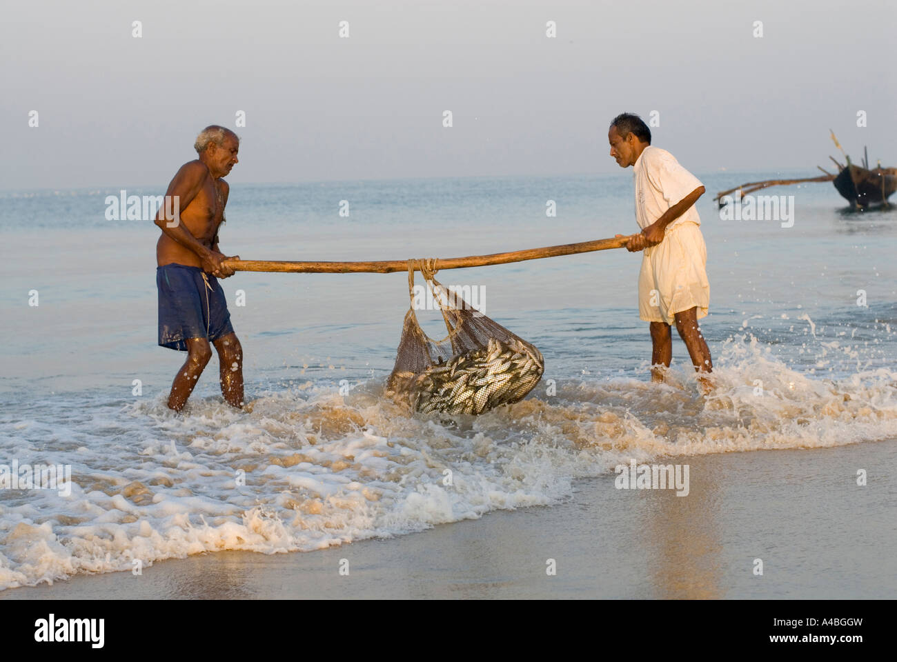 Goa fishermen carrying in sardines and mackeral from their nets in ...