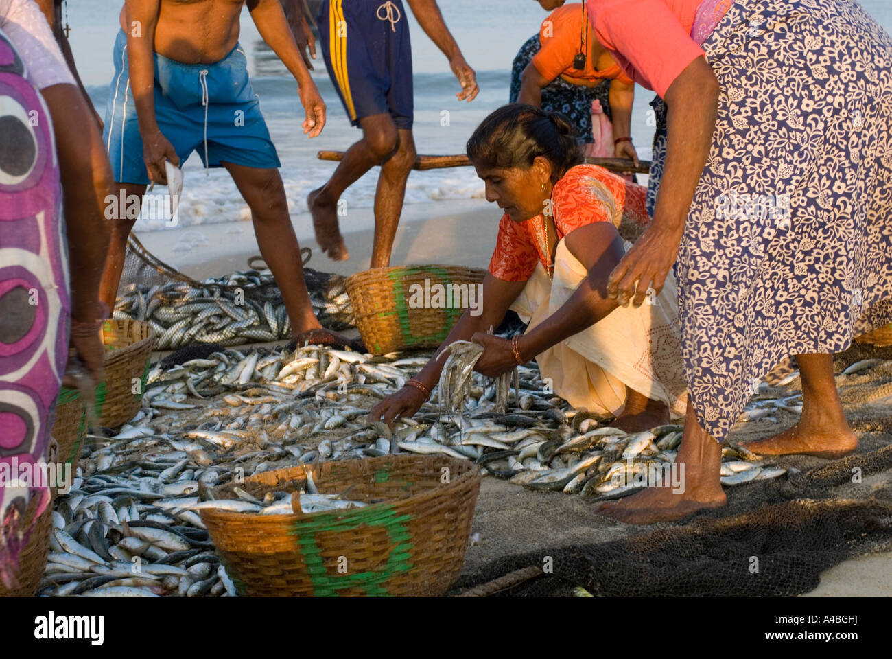 Goa fishermen sorting sardines and mackeral from their nets in Benaulim ...