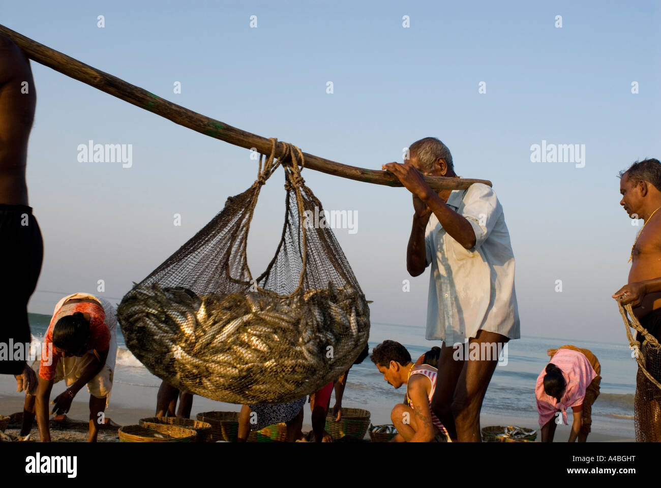 Goa fishermen carrying in sardines and mackeral from their nets in ...