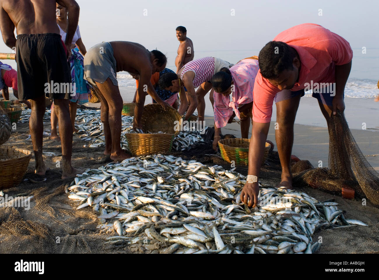 Goa fishermen sorting sardines and mackeral from their nets in Benaulim ...