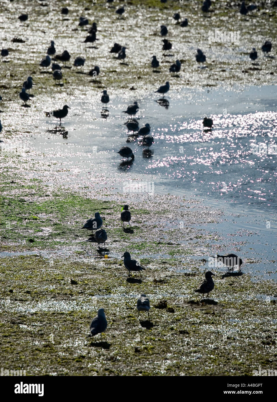 Seaguills mudflat sea shallows hi-res stock photography and images - Alamy