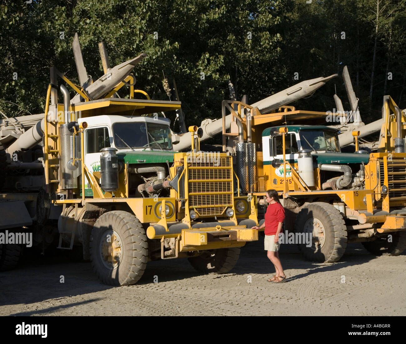 Row of parked logging lorries with person for scale Port McNeill ...