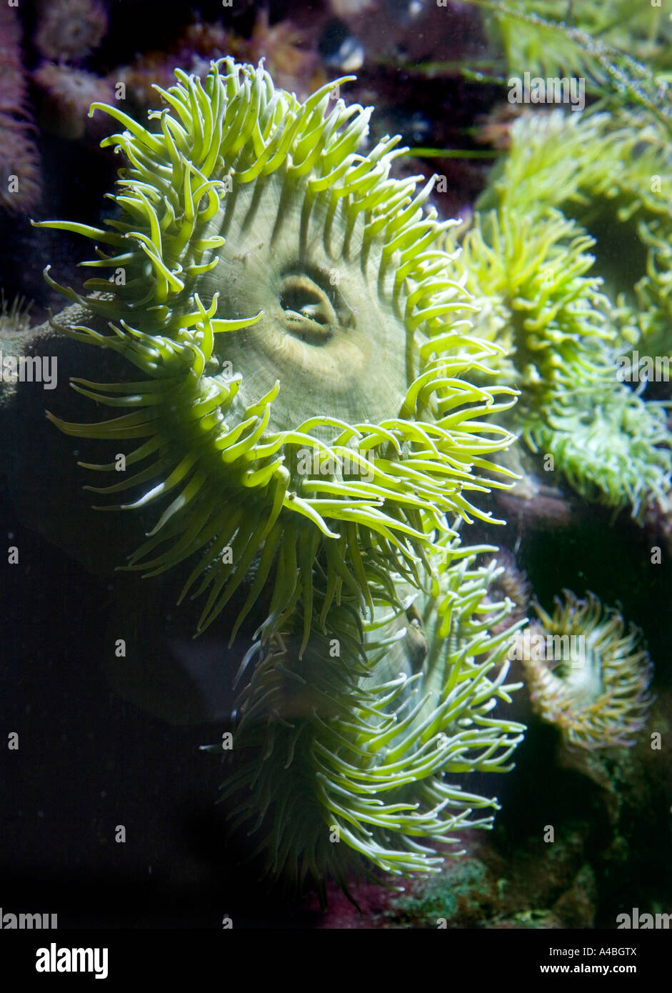 Giant green anemone Anthopleura xanthogrammica Pacific ocean Canada ...