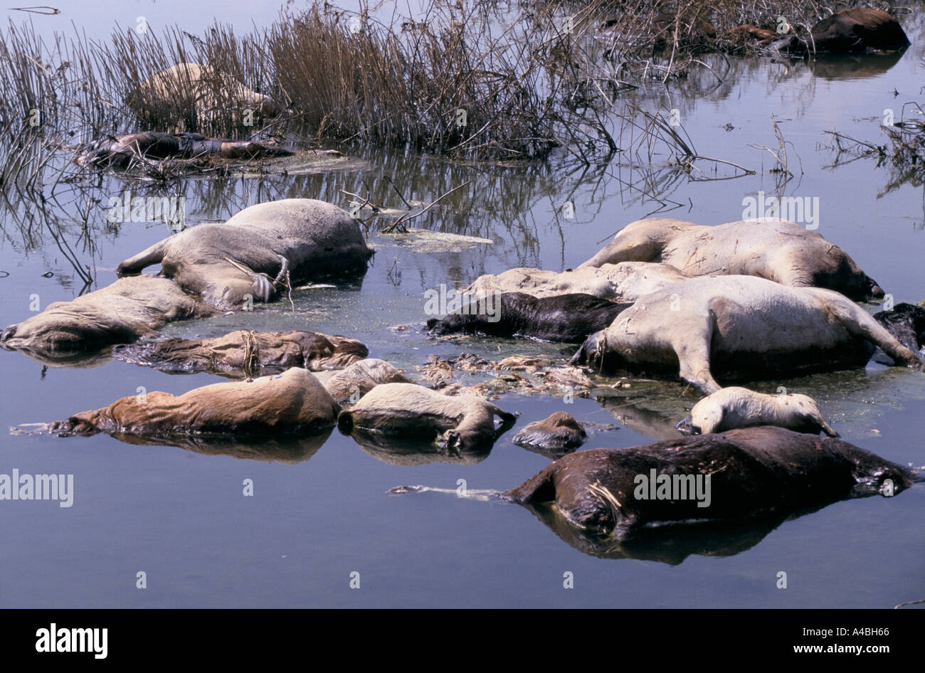 The 1999 orissa cyclone hi-res stock photography and images - Alamy