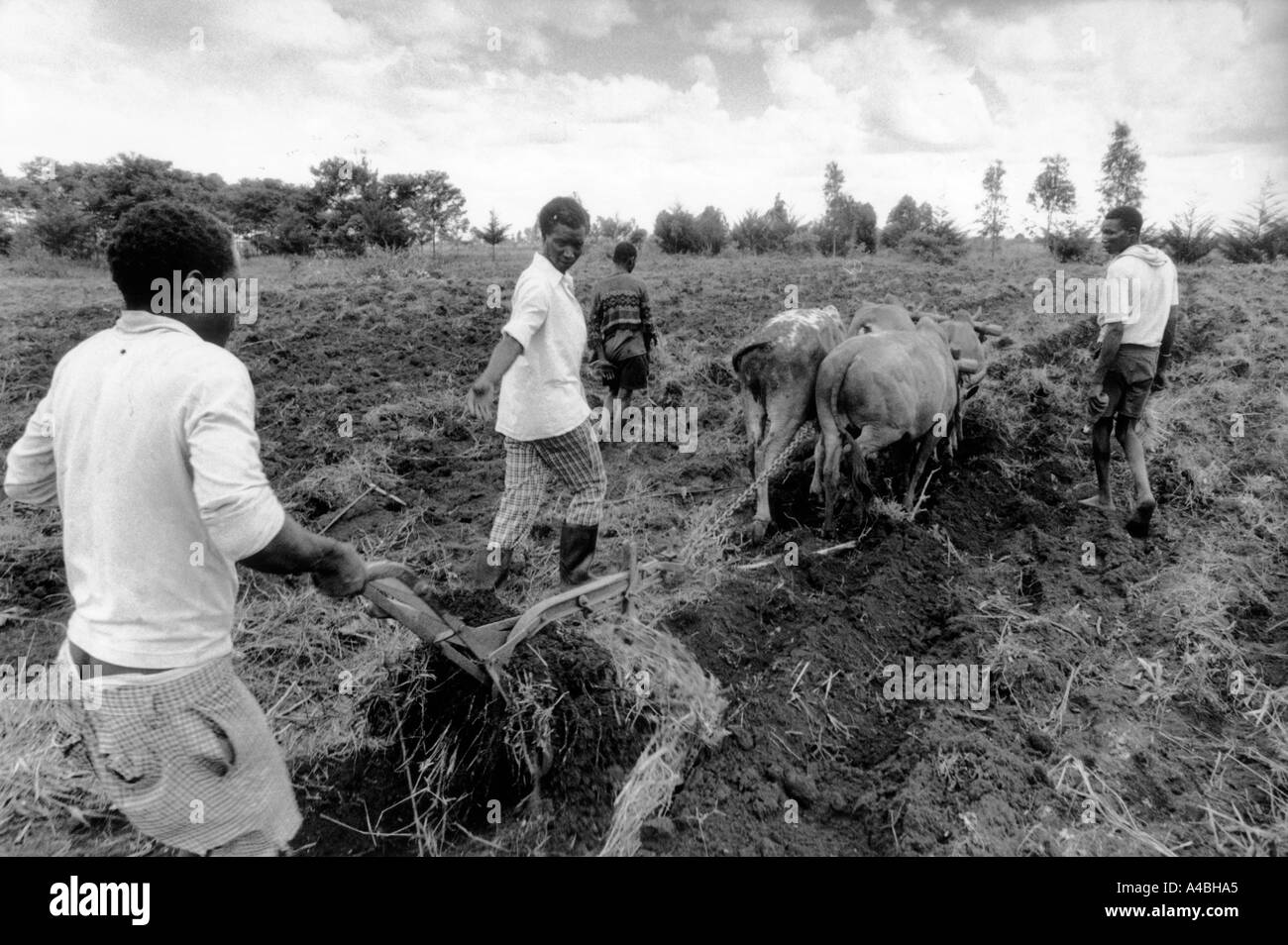 teaching ploughing methods to young men on an agricultural project in ...