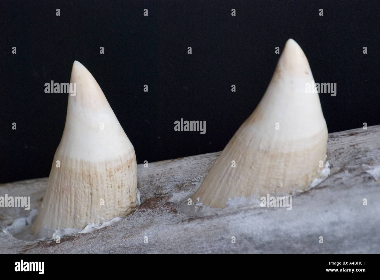 Sperm whale teeth hi-res stock photography and images - Alamy