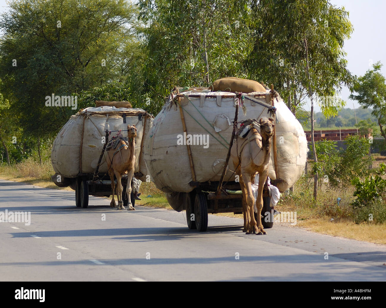 camel train india Stock Photo - Alamy