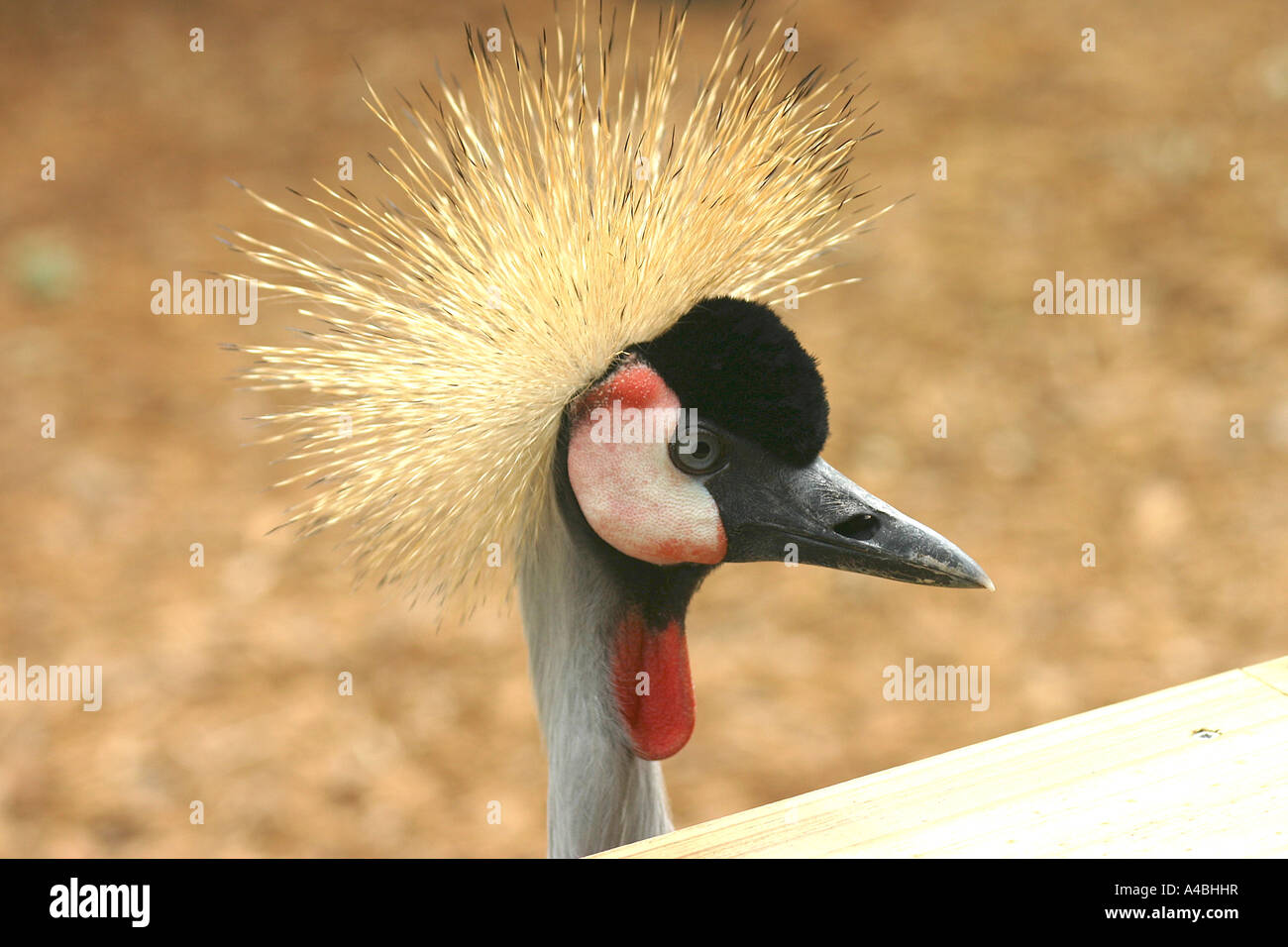 Crowned Crane head taken in profile Stock Photo - Alamy