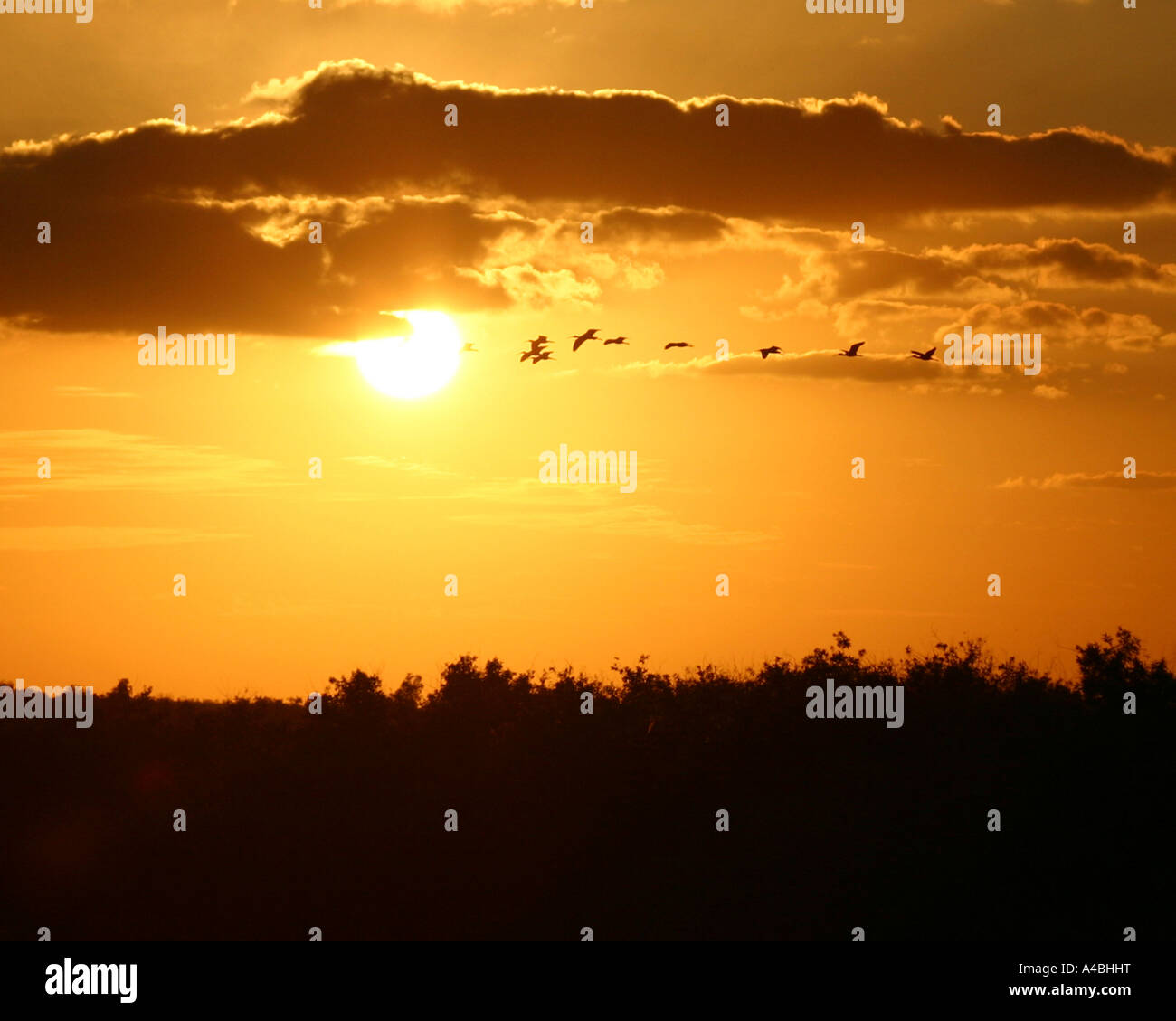Flight of birds in sunset over everglades Stock Photo - Alamy