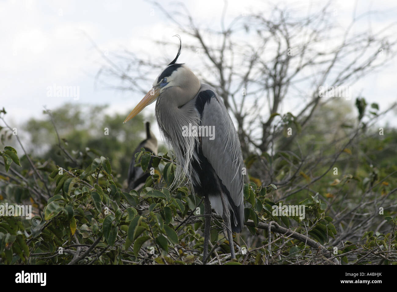 Giant Blue Heron sitting on a nest Stock Photo - Alamy