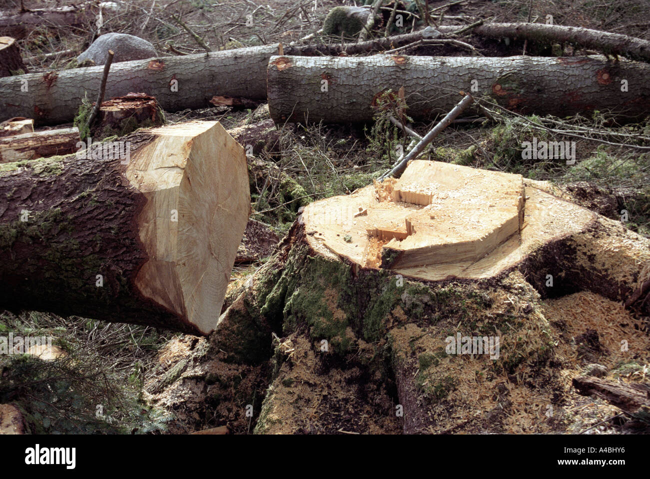 Commercial foresting hi-res stock photography and images - Alamy