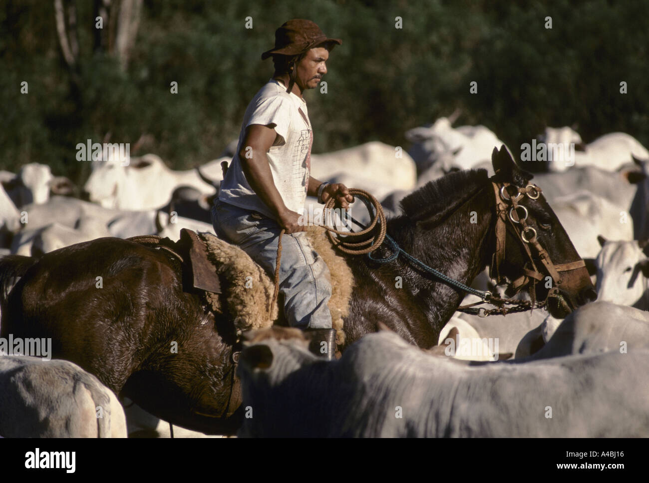 Large scale cattle ranching Parana province Brazil Stock Photo - Alamy