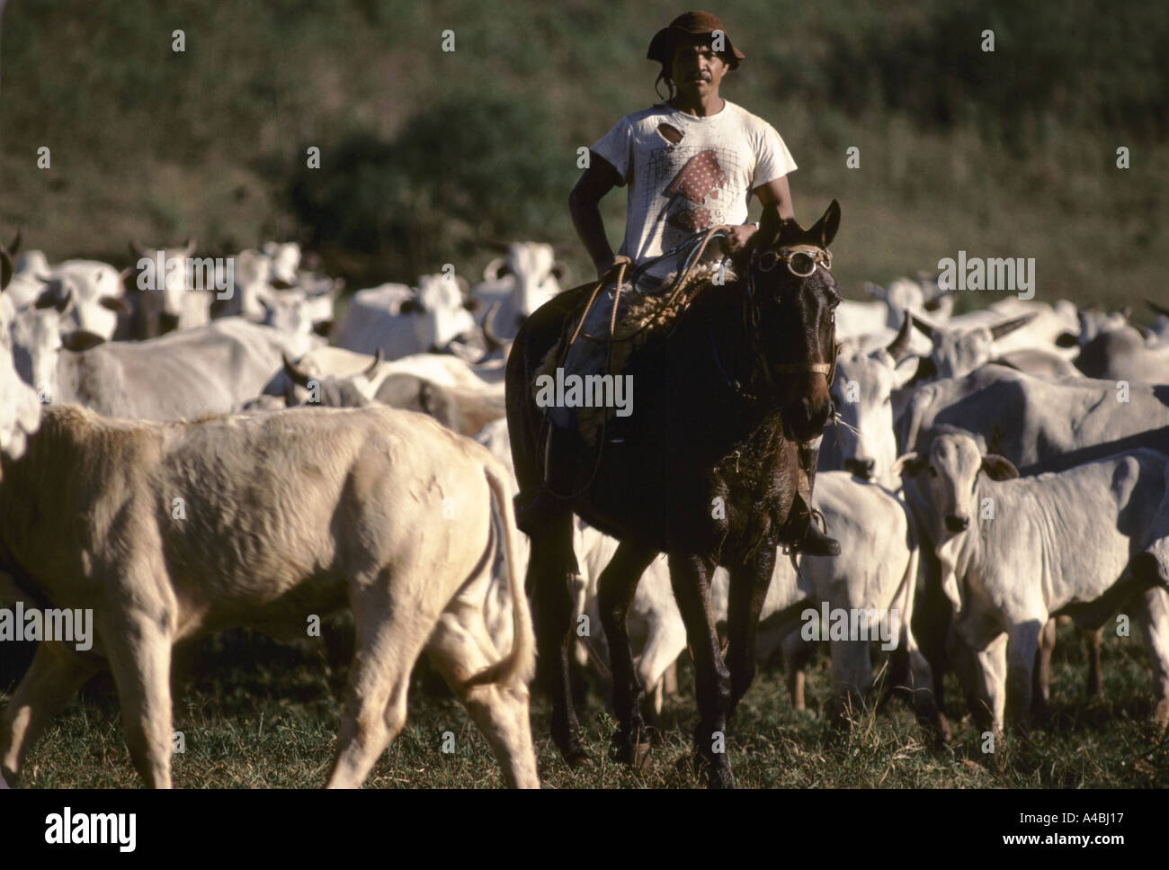 Large scale cattle ranching Parana province Brazil Stock Photo - Alamy